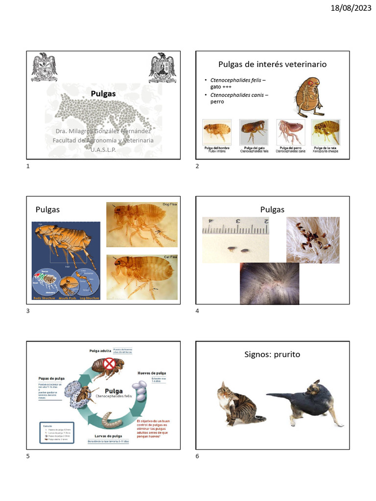 Control de pulgas en gatos y perros | PDF | Alergia | Inmunología