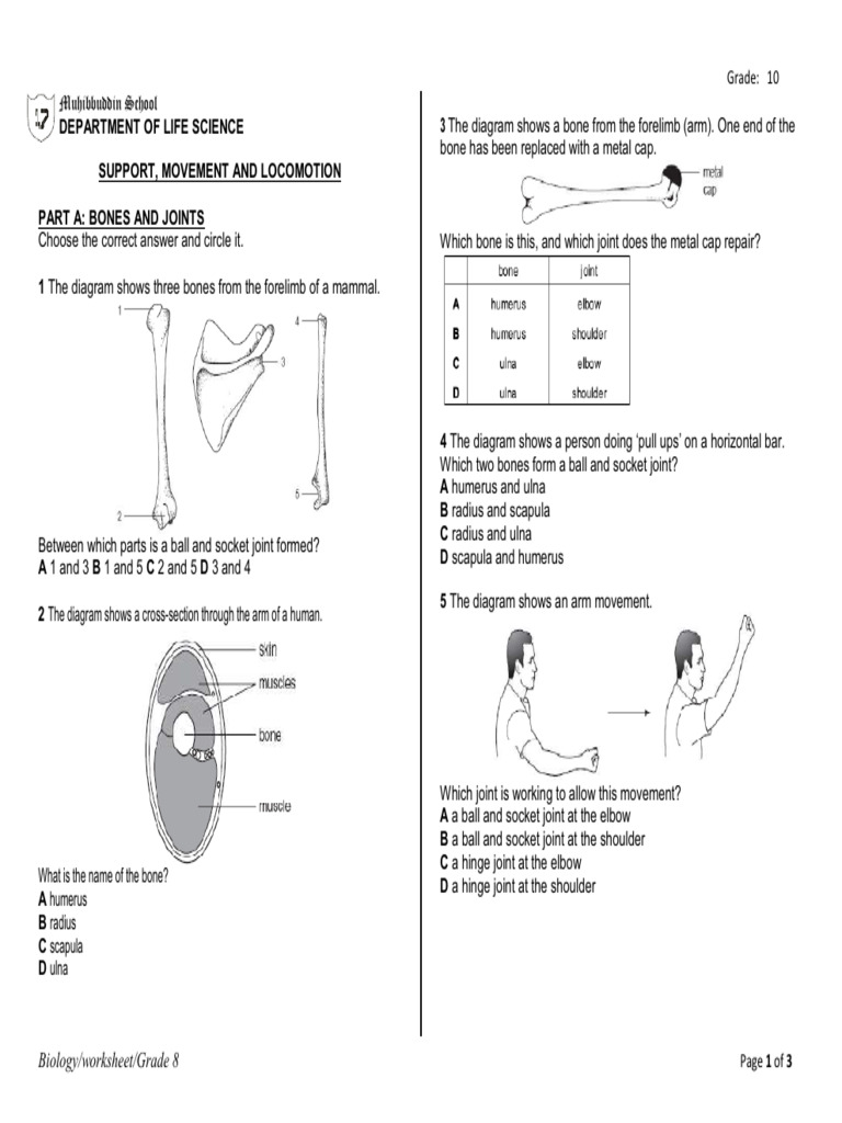 Bones Worksheet | PDF