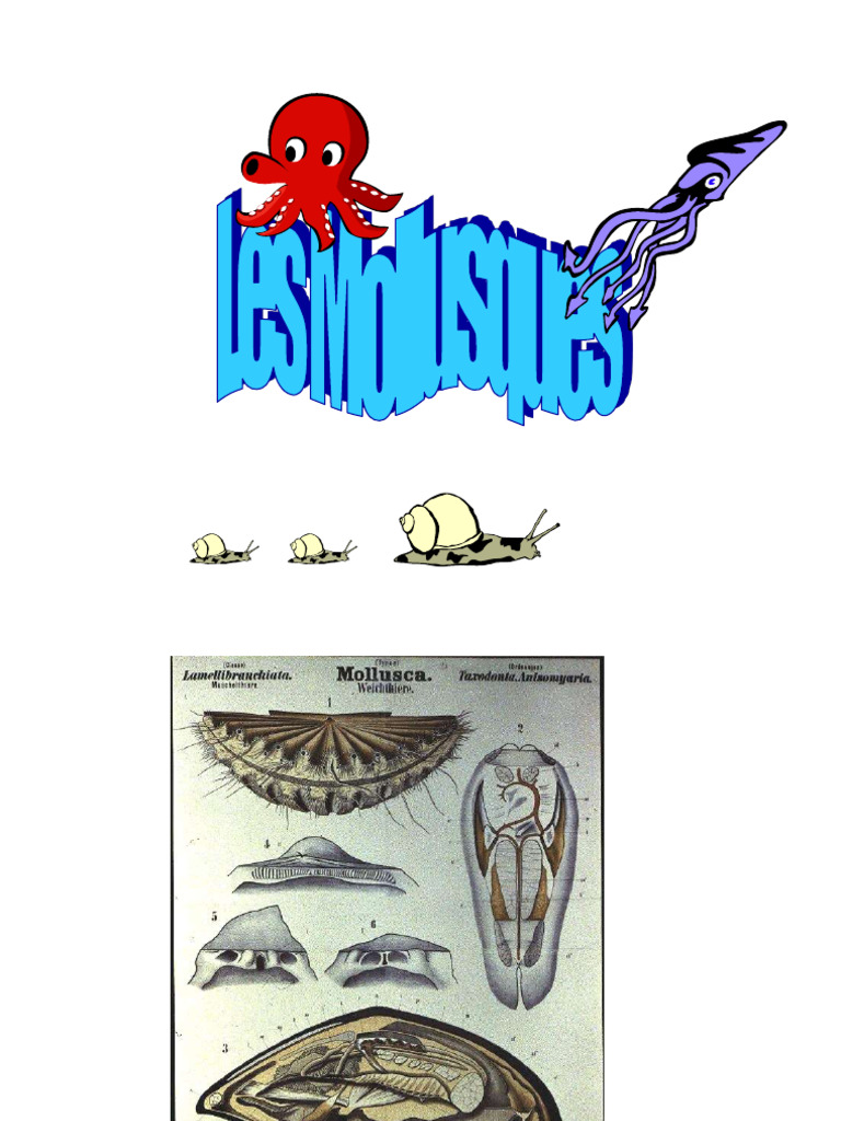 Classification des Mollusques marins | PDF | Mollusque | Mollusques