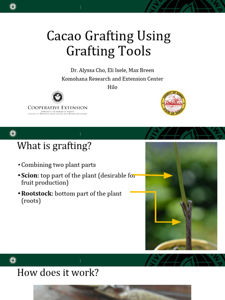 Cacao Grafting Techniques Study | PDF | Grafting | Agriculture