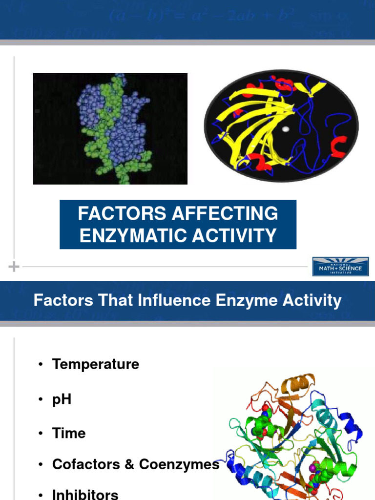 Enzyme Activity Influencing Factors | PDF | Enzyme | Enzyme Inhibitor