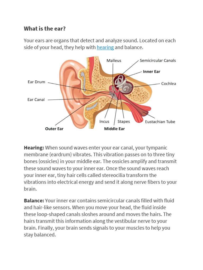 What is the ear | PDF | Ear | Hearing