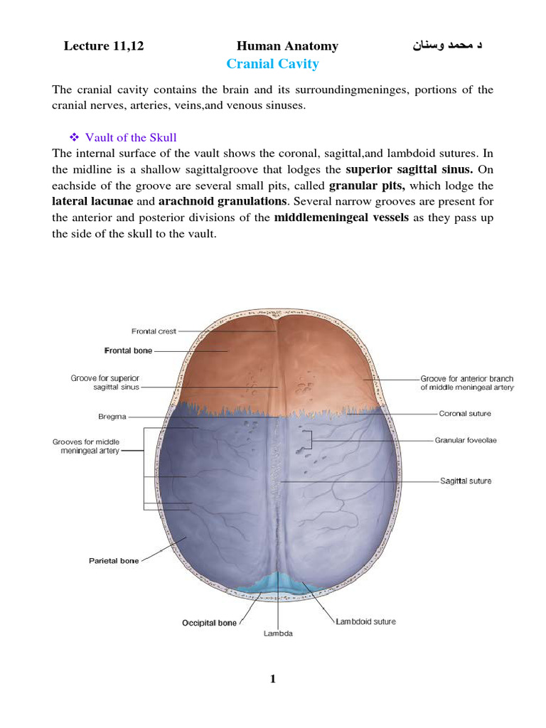 06 Lec 11 12 Anatomy First Year | PDF | Human Head And Neck | Anatomy