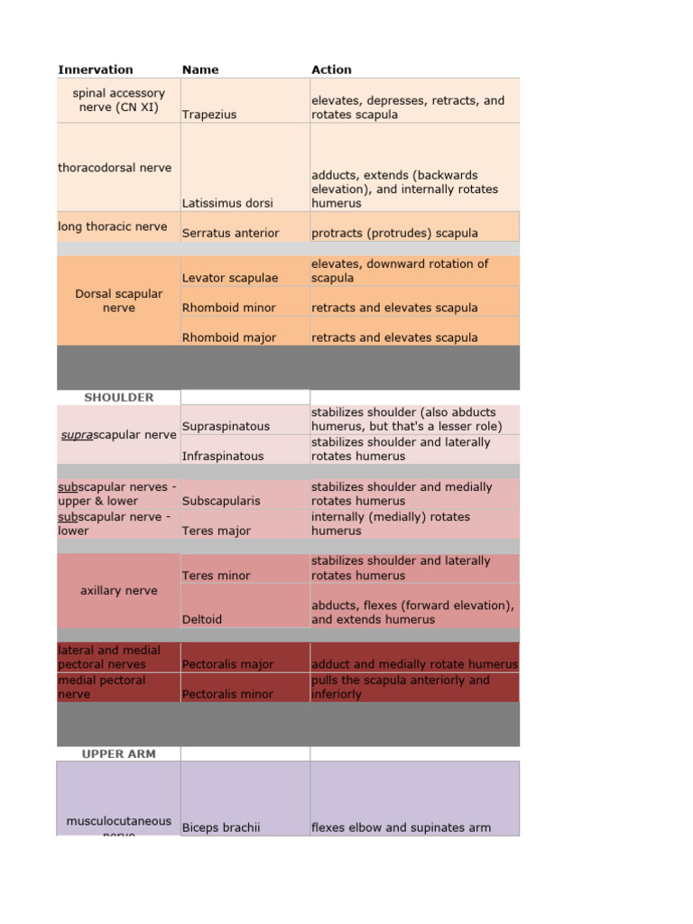 Innervations of Muscles Table | PDF | Thumb | Anatomical Terms Of Motion