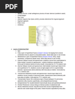 Umbilicus Anatomy and Physiology | PDF | Abdomen | Vein