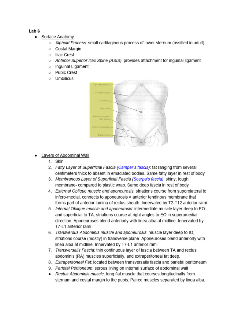 Anatomy Block 3 | PDF | Abdomen | Liver