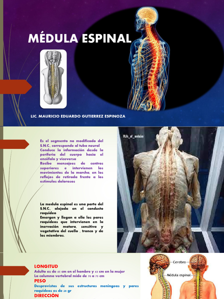 Medula Espinal | PDF | Médula espinal | Materia gris