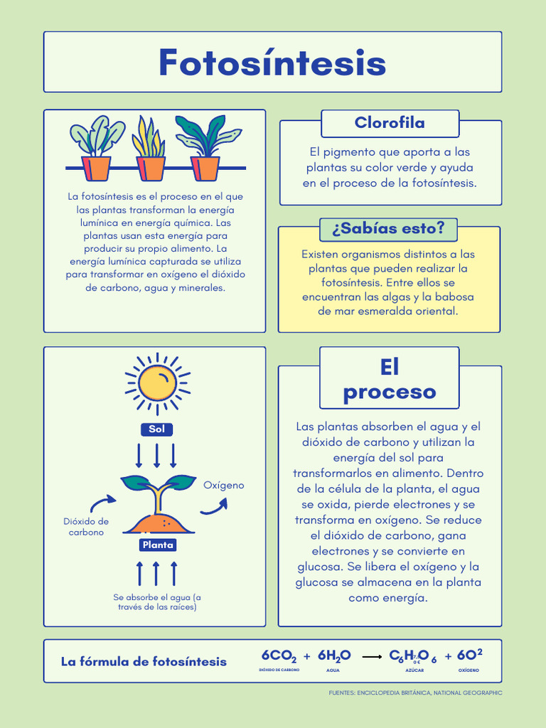 Fotosintesis Infografia | Descargar gratis PDF | Fotosíntesis | Plantas