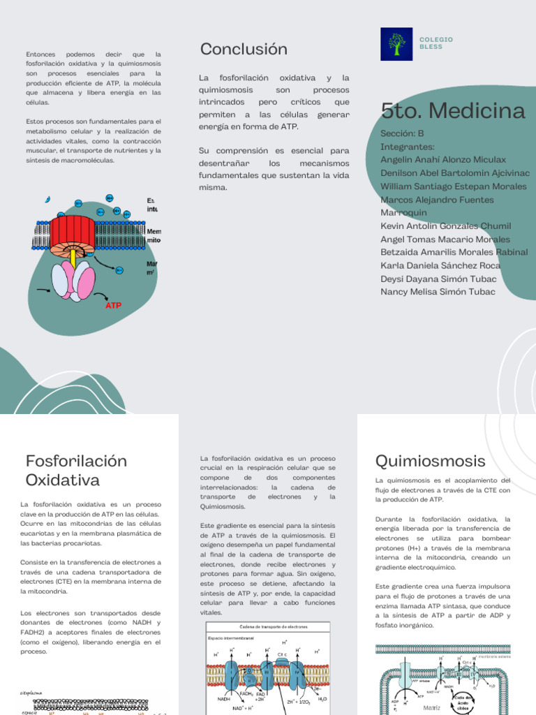 Fosforilación Oxidativa y ATP | PDF | Trifosfato de adenosina | Fisiología