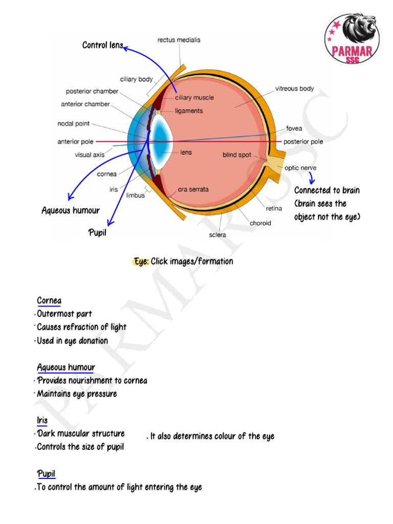 PHYSICS LECTURE 6 Human Eye and Vision ENGLISH PDF NOTE UPLOADED | PDF ...