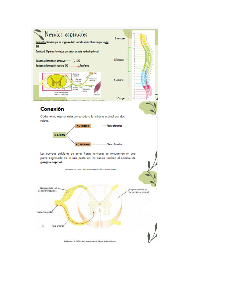 Nervios Espinales | PDF