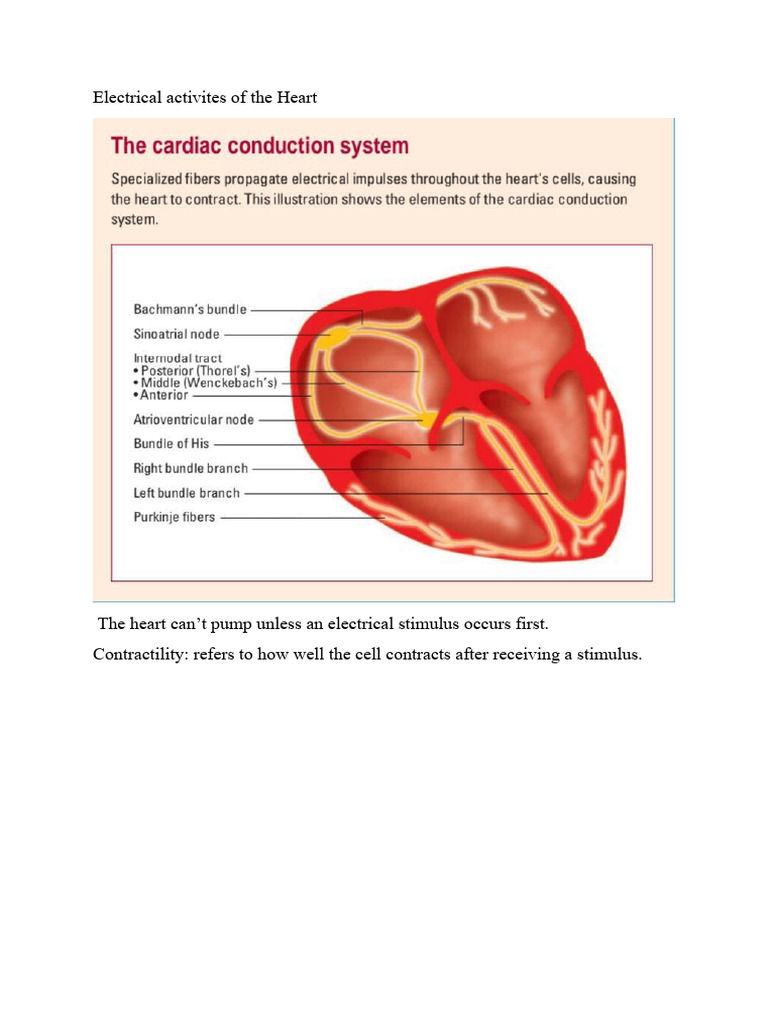 Heart Conduction 081627 | PDF | Science & Mathematics