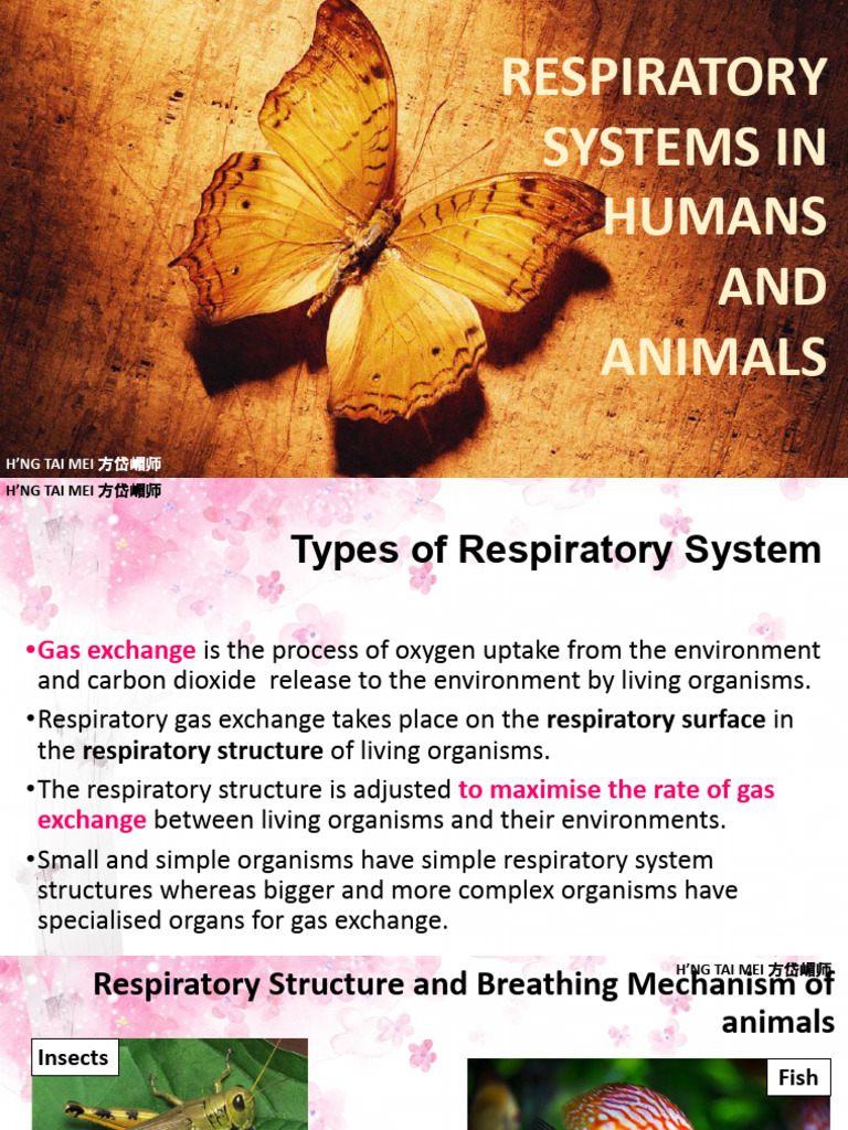 Respiratory Systems in Humans and Animals | PDF | Gill | Respiratory System