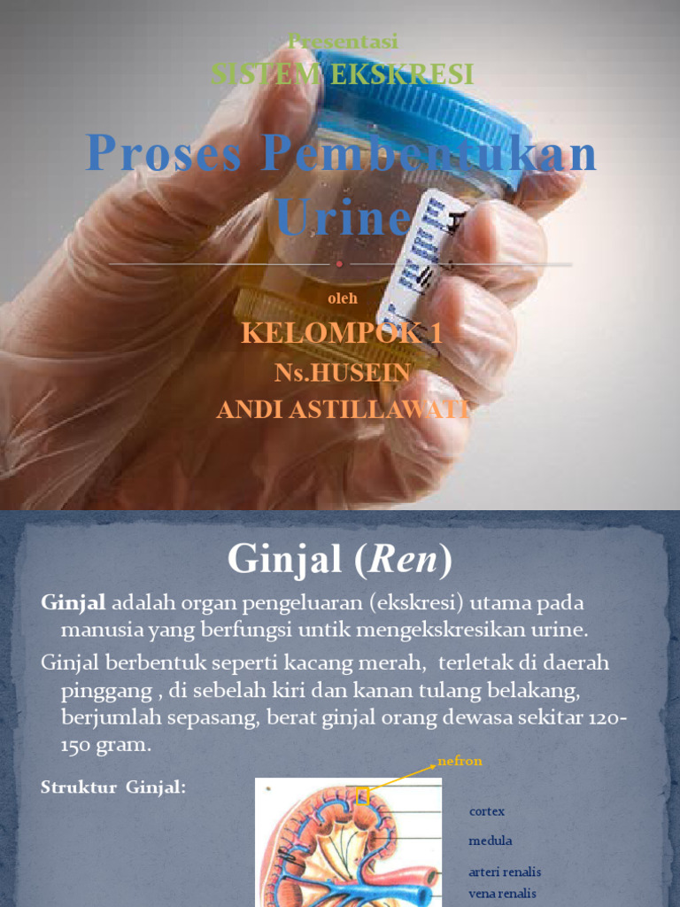 Proses Pembentukan Urine pada Ginjal | PDF | Ilmu Sosial | Sains & Matematika