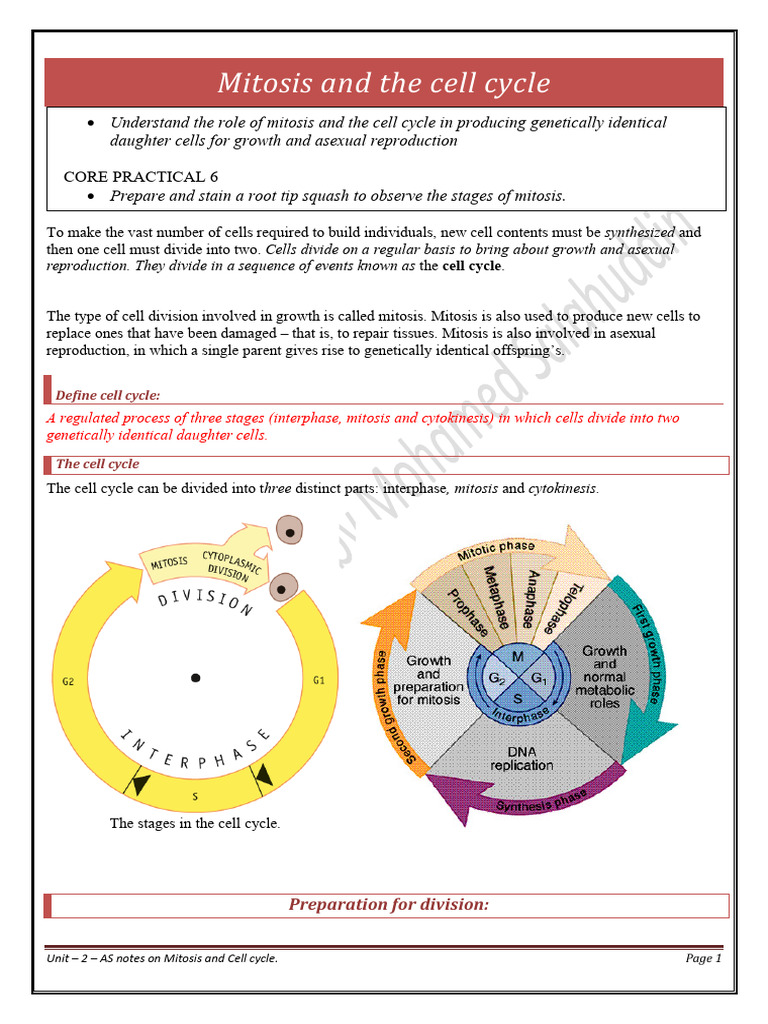 Mitosis and Cell Cycle | PDF | Mitosis | Cell Cycle