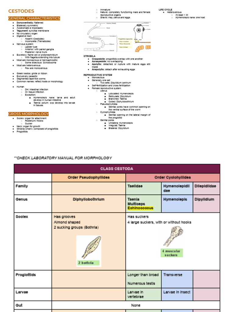 Cestodes.pdf | PDF | Protostomes