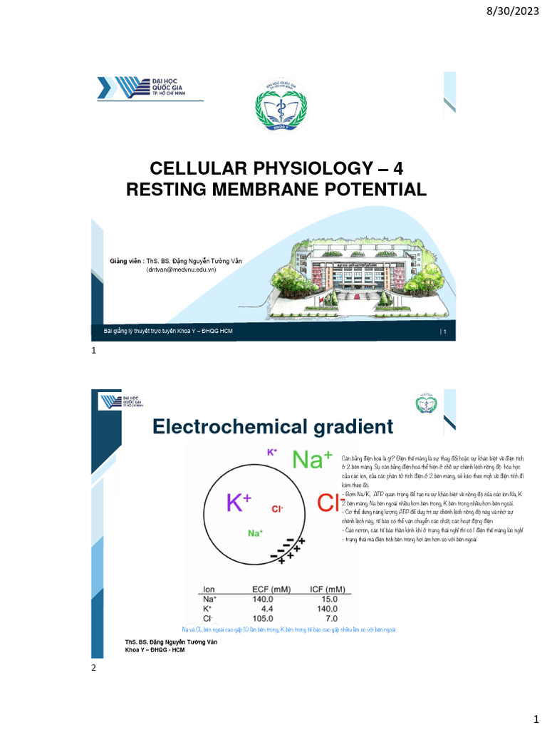 12 Cellular Physiology 4 - Resting Potential | PDF