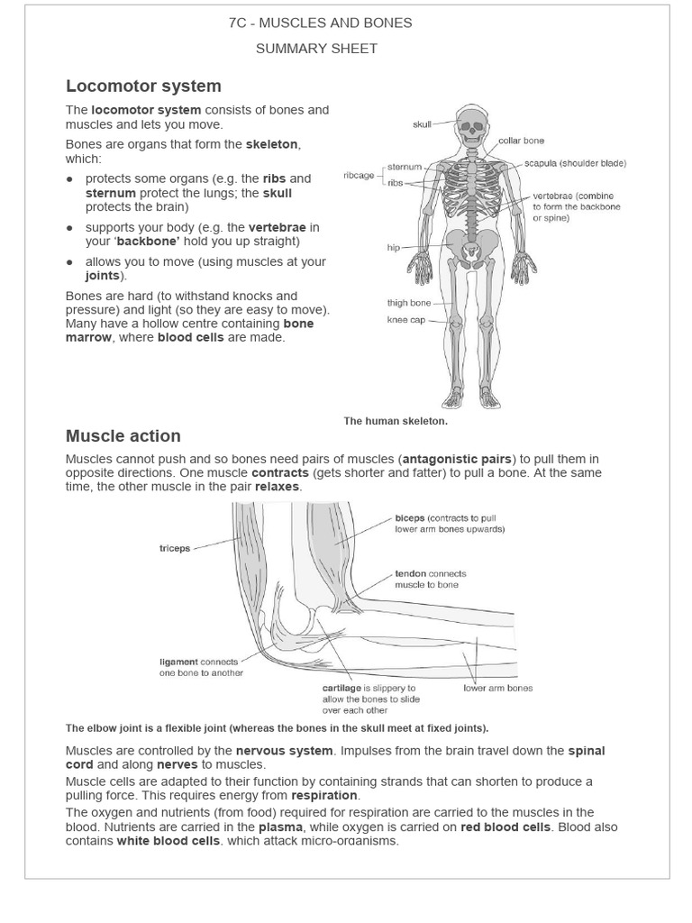 Muscles and Bones Summary Sheet | PDF | Lung | Heart