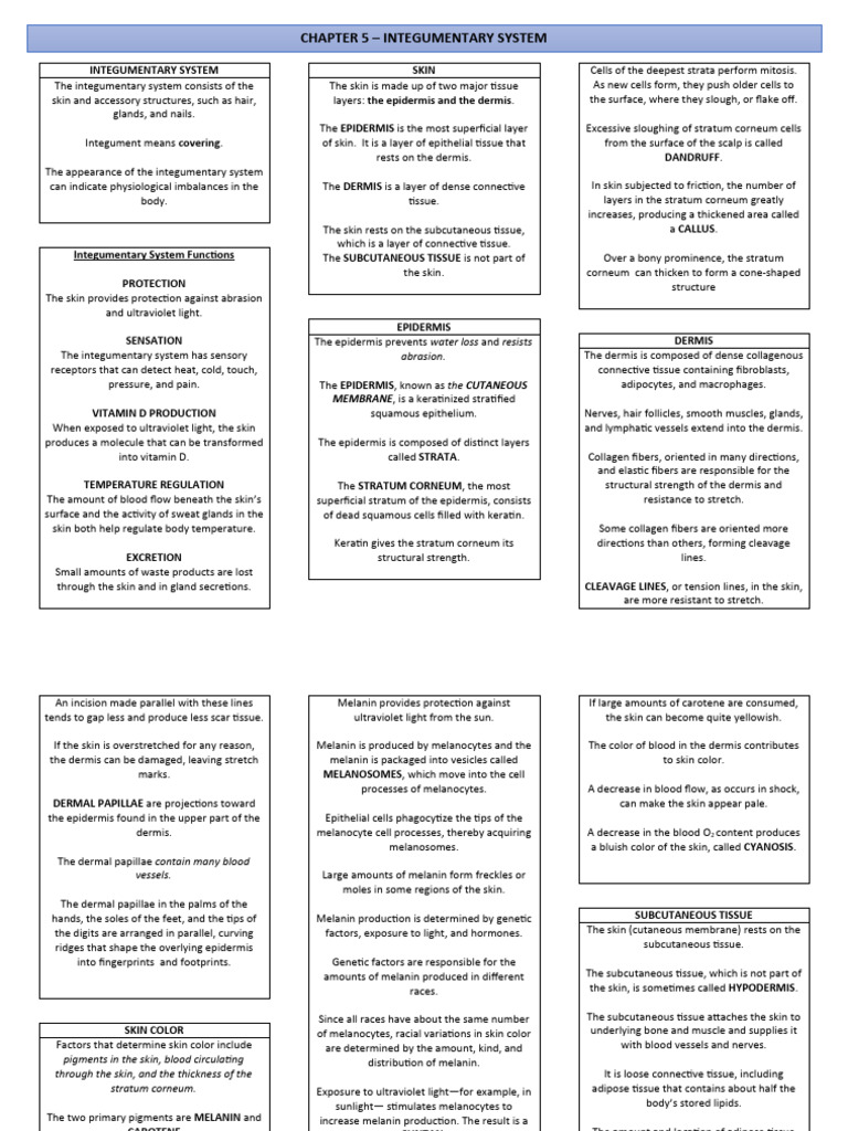Chapter 5: Integumentary System Overview | PDF | Skin | Integumentary ...