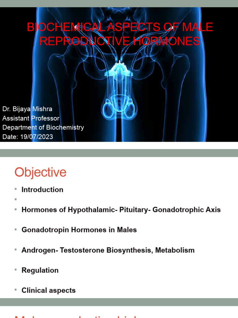 Male Reproductive Hormones Pdf Androgen Luteinizing Hormone