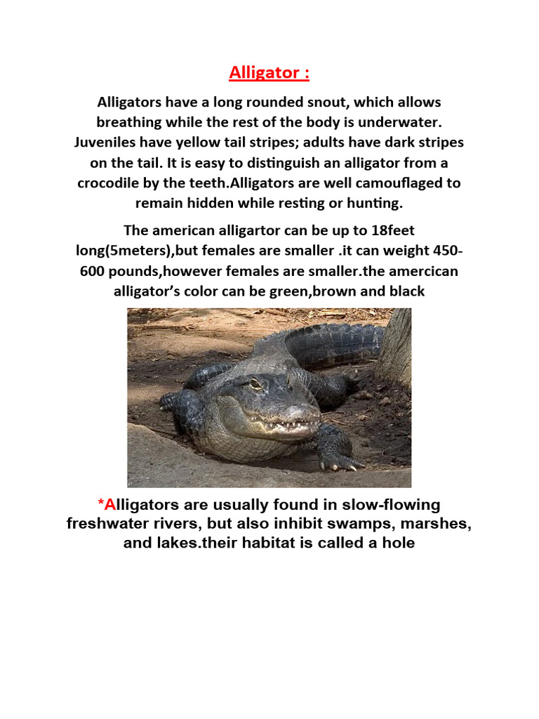 Alligator | PDF