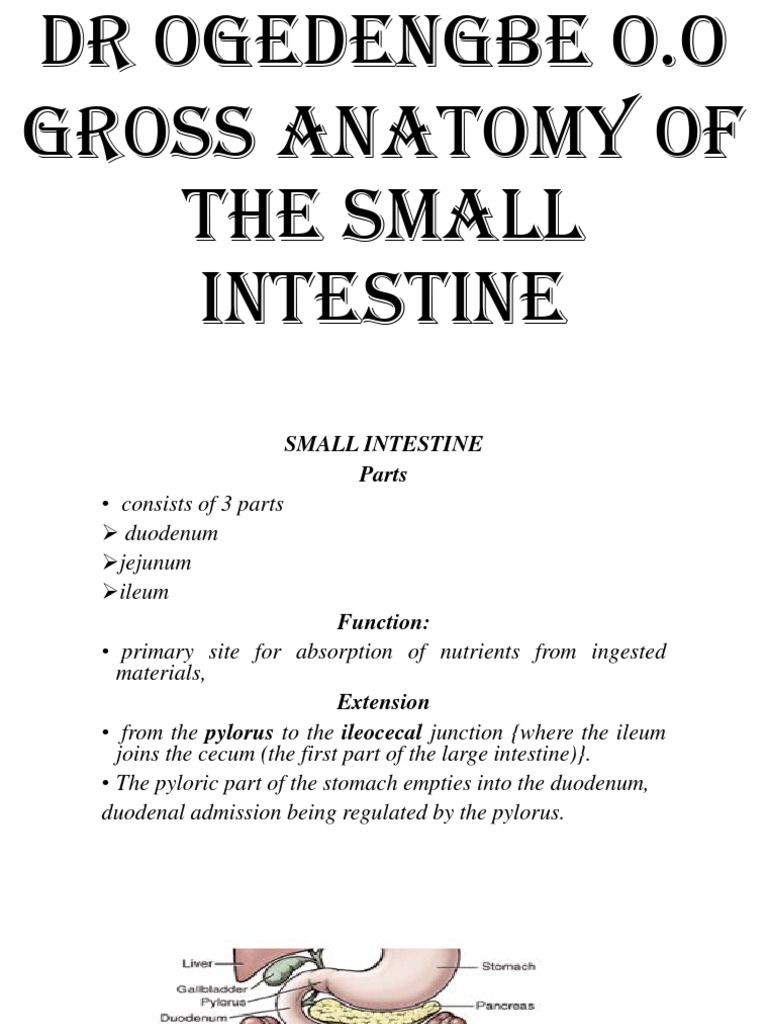 Gross Anatomy of The Small Intestine | Download Free PDF | Small ...