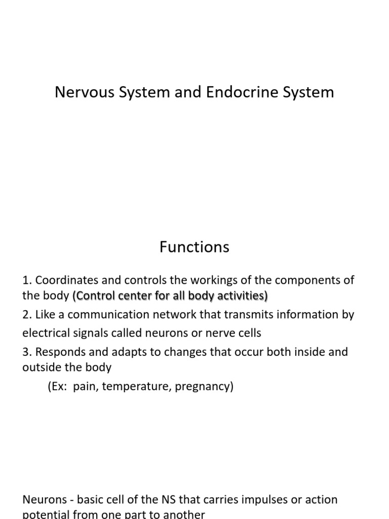NS-and-ES (1) | PDF | Central Nervous System | Nervous System