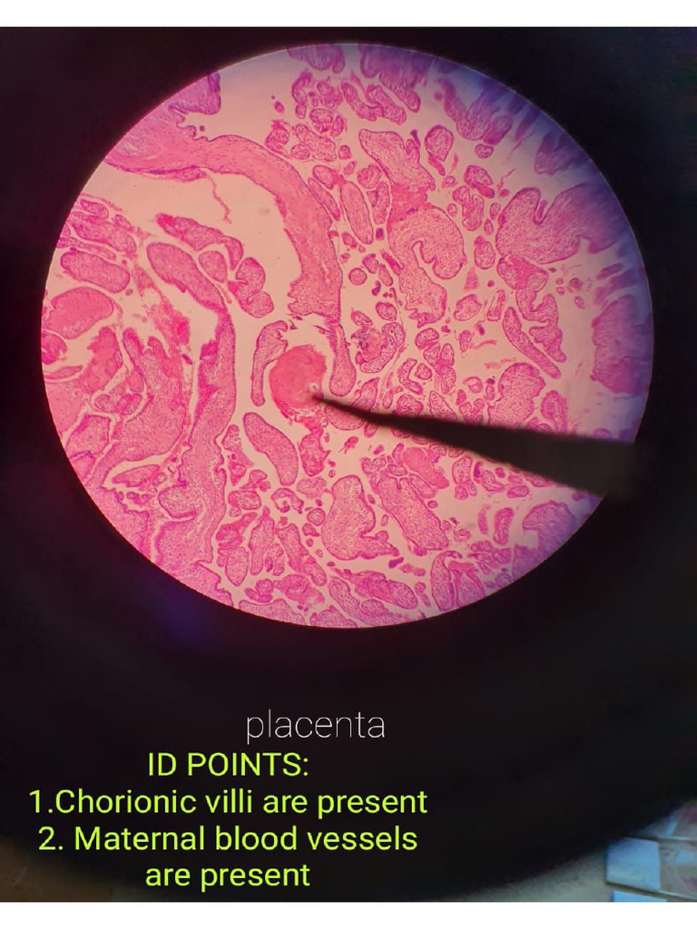HISTOLOGY SLIDES | PDF