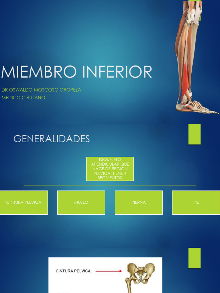 Miembro Inferior | PDF | Anatomía del miembro inferior | Tejido suave