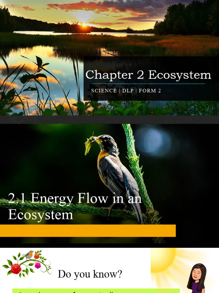Energy Flow in Ecosystems Explained | PDF | Ecosystem | Foods