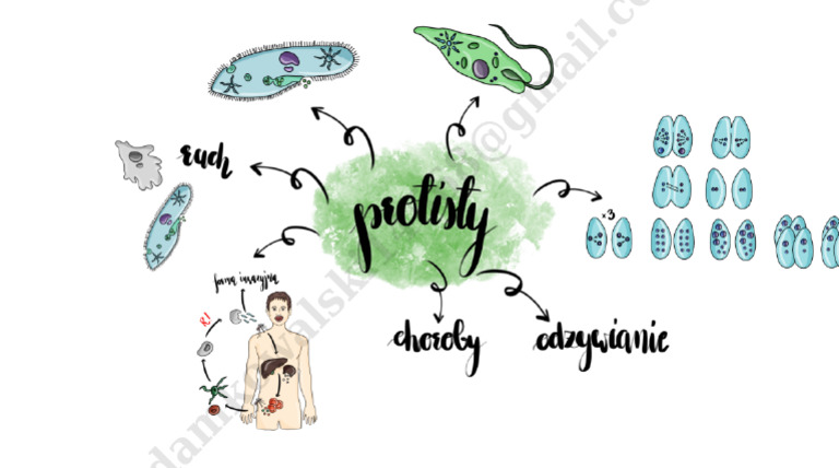 Protisty Image | PDF