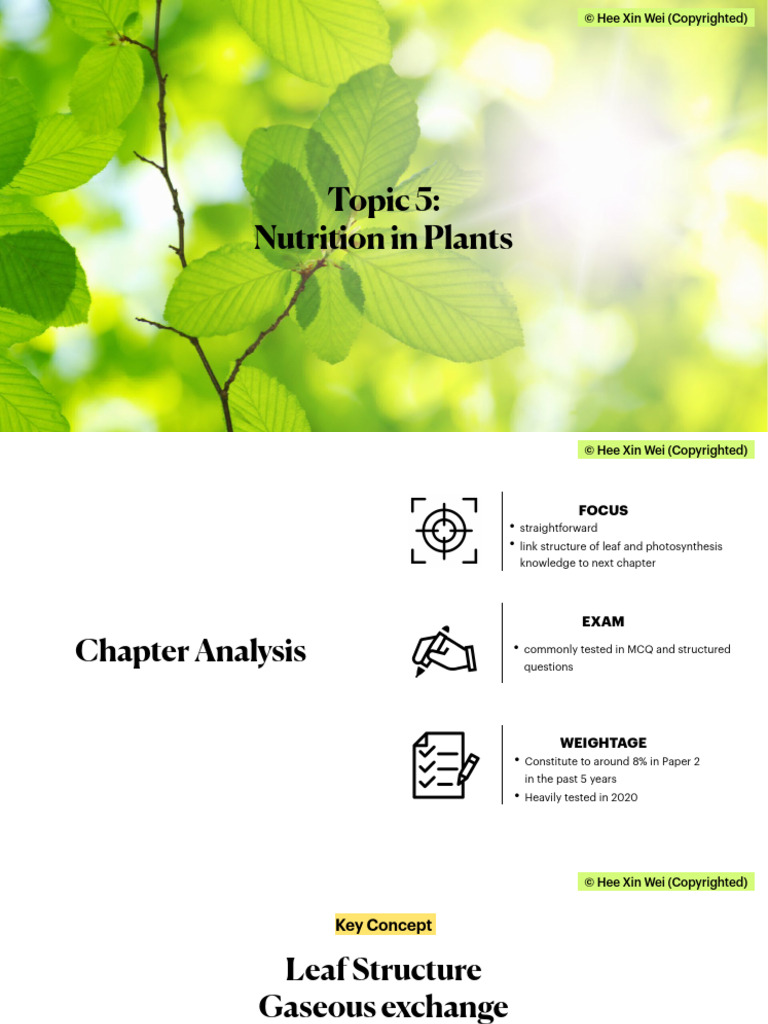 (CS BIO) Chapter 5 - Nutrition in Plants | PDF | Stoma | Leaf