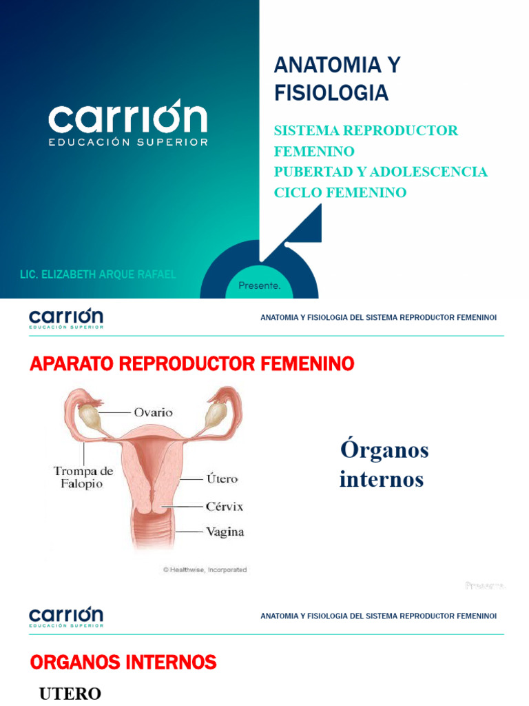 I. - Anatomia y Fisiologia Del Arf | PDF | Ciclo menstrual | Ovario