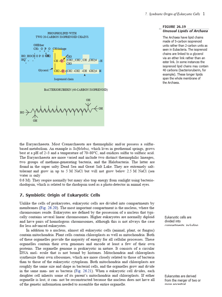 Symbiotic Origin of Eukaryotic Cells | Download Free PDF | Cell ...