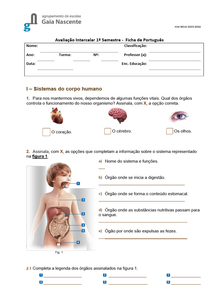Ficha Intercalar de Estudo Do Meio | Download grátis PDF | Pulmão ...