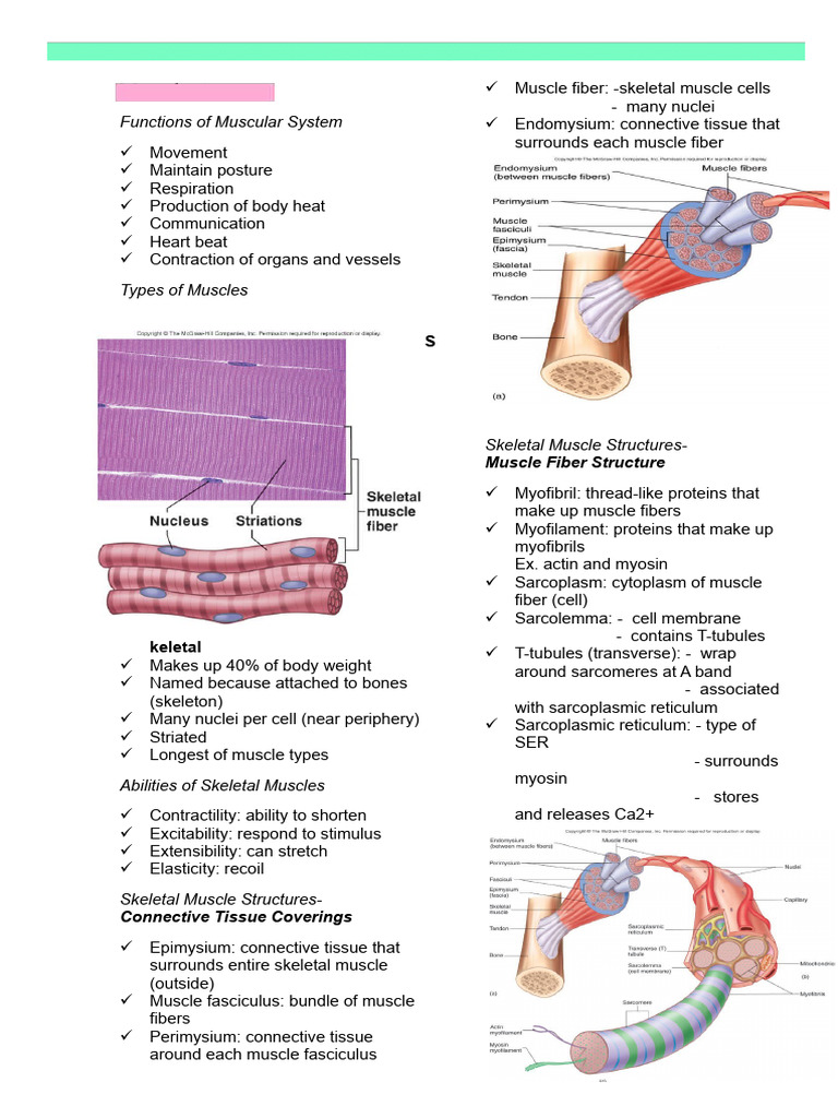 BIOCHEMISTRY | PDF | Chemical Synapse | Skeletal Muscle