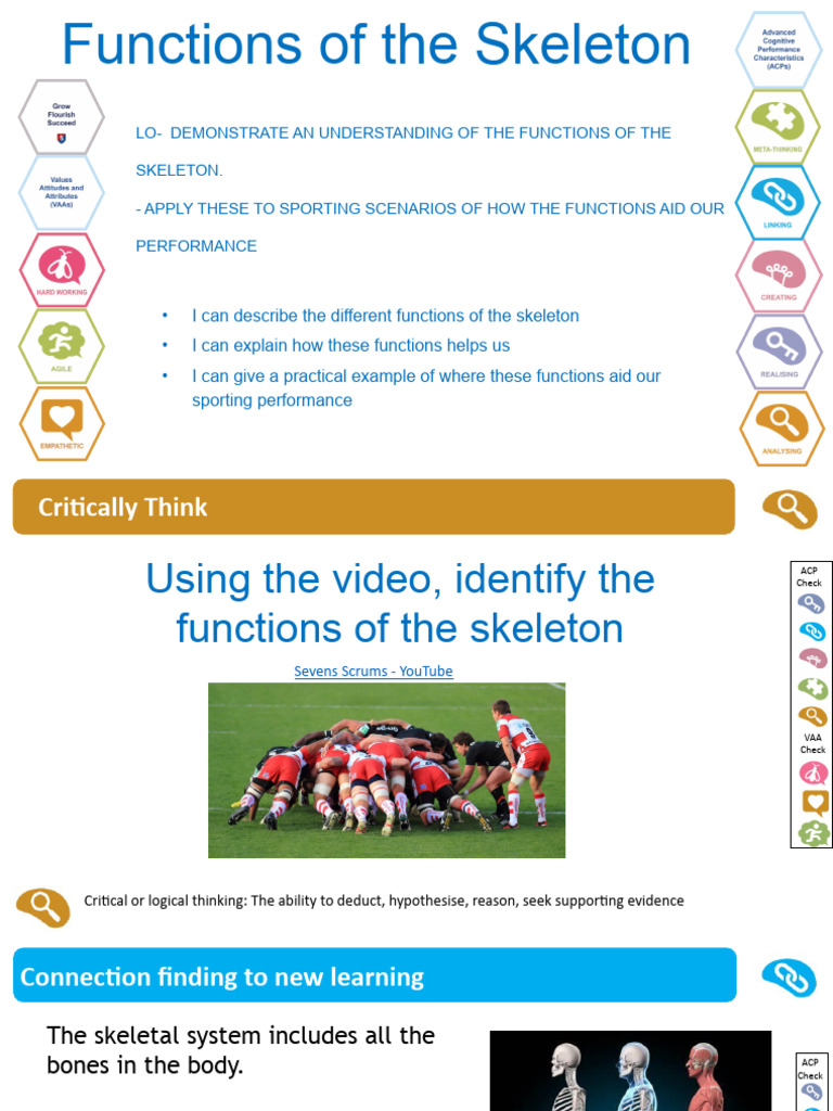 Functions of The Skeleton | PDF | Bone | Skeleton