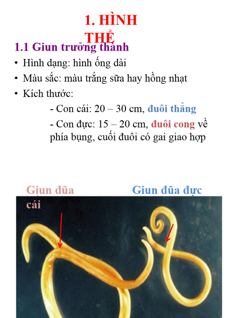 2 Giun-Tron | PDF