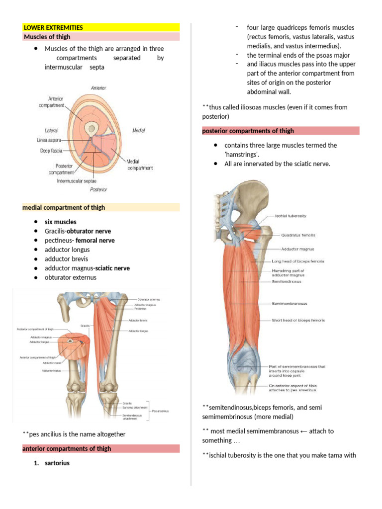 General Anatomy Muscles and Nerves | PDF | Human Leg | Limbs (Anatomy)