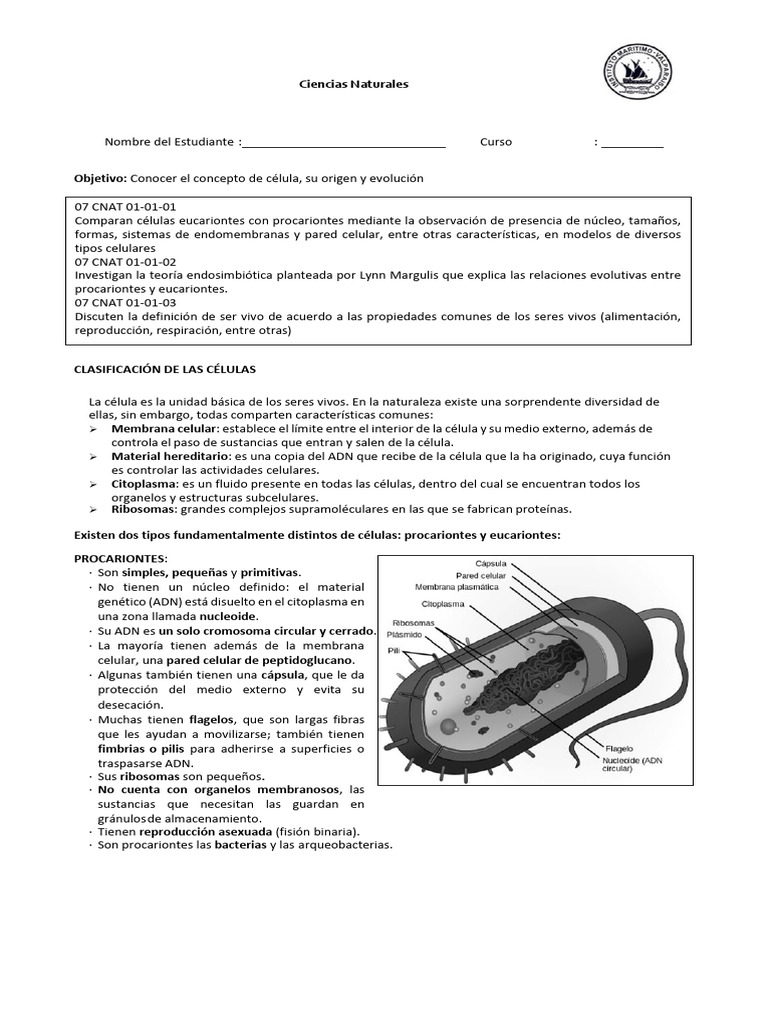 Clasificación de Células: Procariontes y Eucariontes | PDF | Biología ...