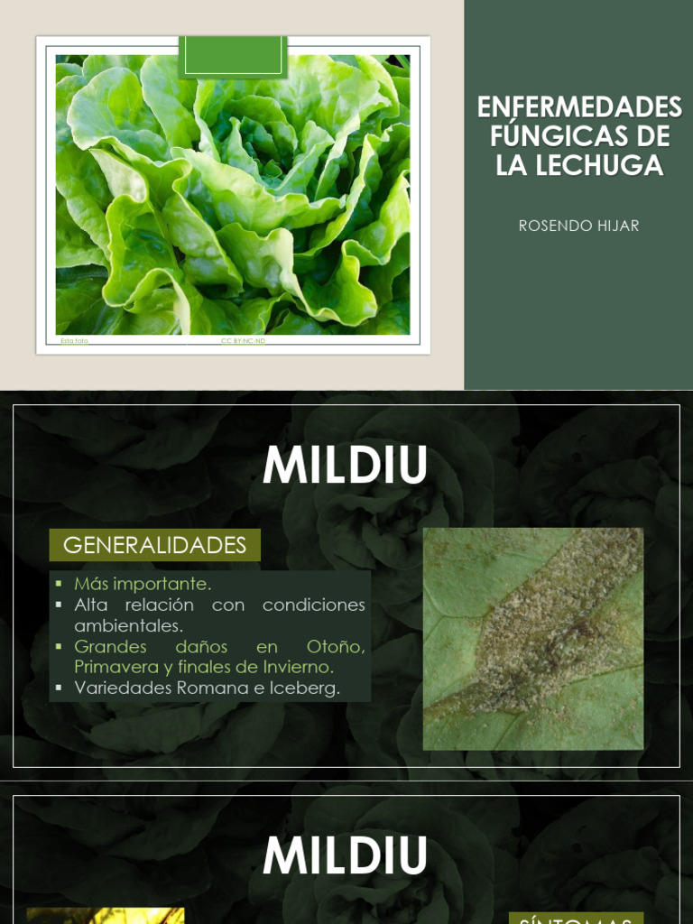 Enfermedades Fúngicas de La Lechuga | PDF | Plantas