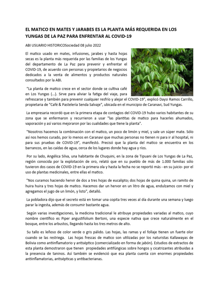 Mático: Planta Medicinal en Yungas | PDF | Hogar, jardinería y bricolaje