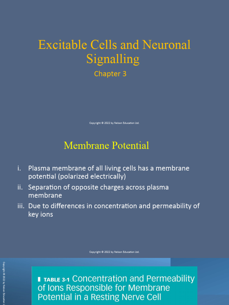 Chapter 3 (2022) | PDF | Chemical Synapse | Action Potential