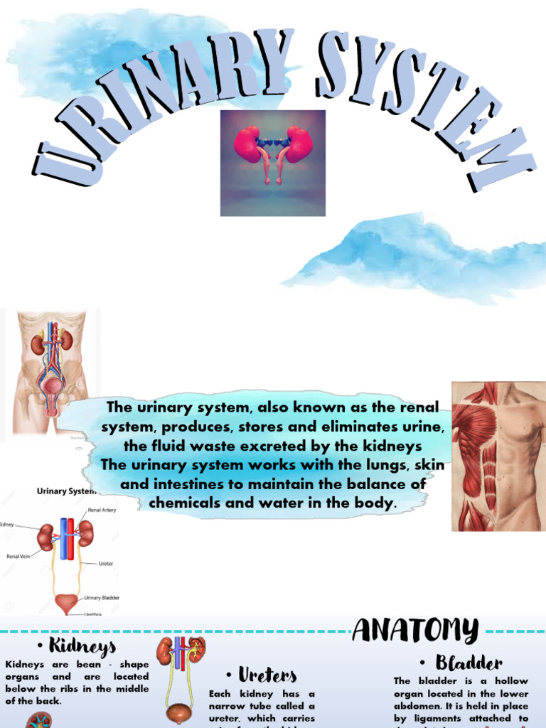 Urinary System | PDF | Kidney | Urinary System