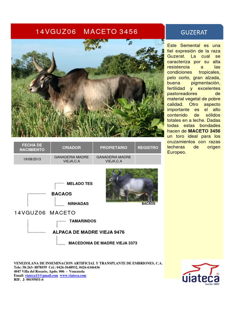 14vguz06 Maceto | PDF | Animales y humanos | Bovinos