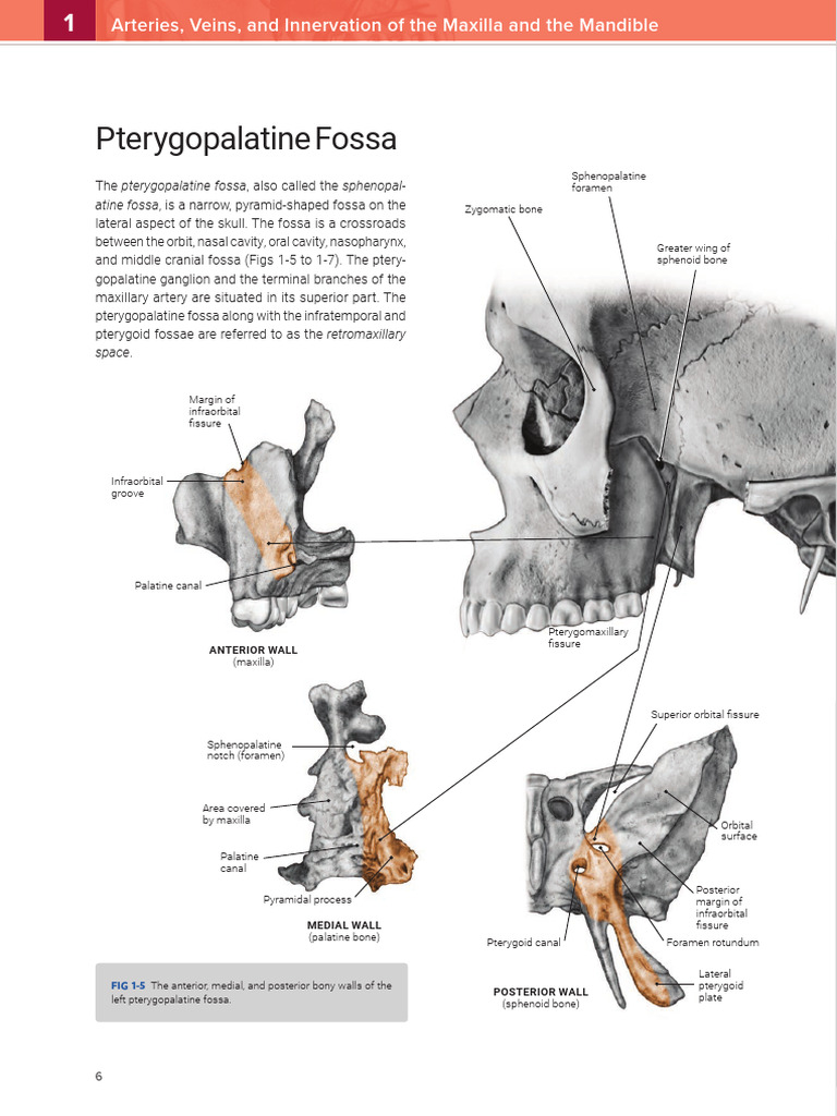 Pterygopalatine Fossa: Arteries, Veins, and Innervation of The Maxilla ...