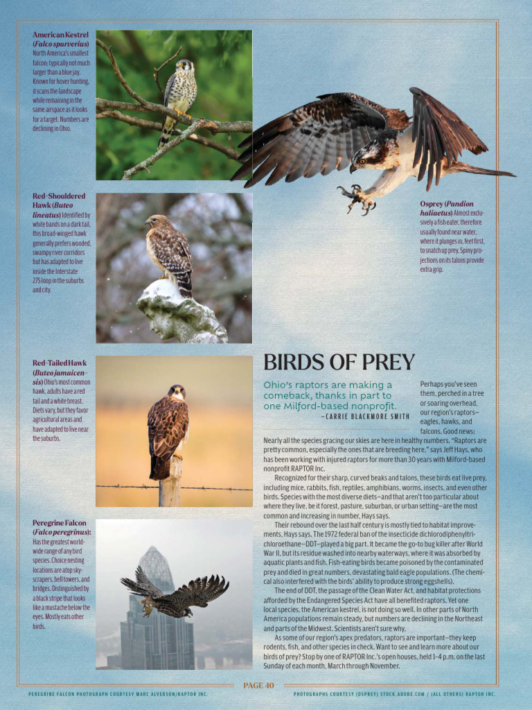 Ohio Raptors: Species and Conservation | PDF | Birds Of Prey | Hawk