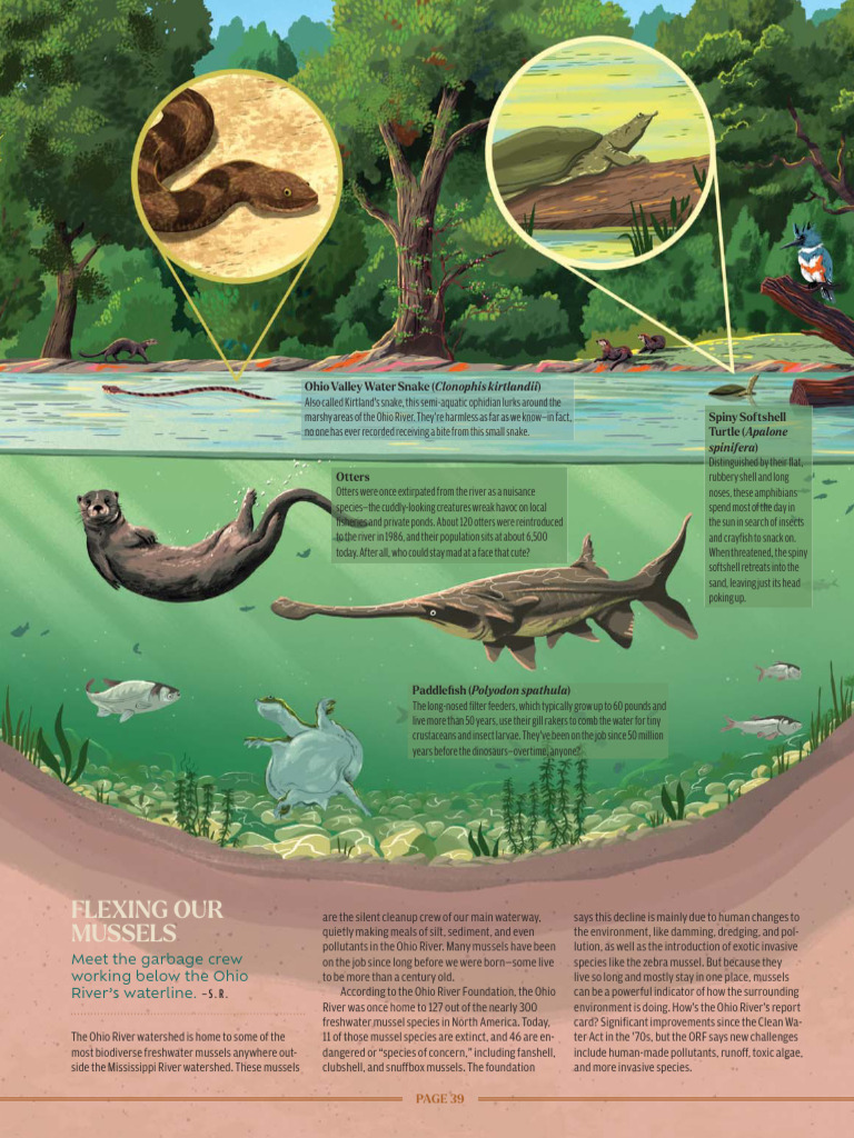 Ohio River's Biodiverse Mussels and Wildlife | PDF | Mussel | Earth ...