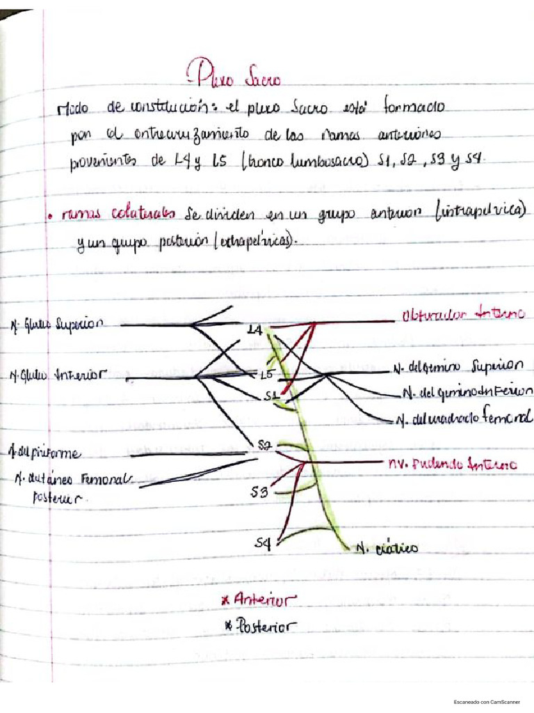Plexo Lumbosacro | PDF