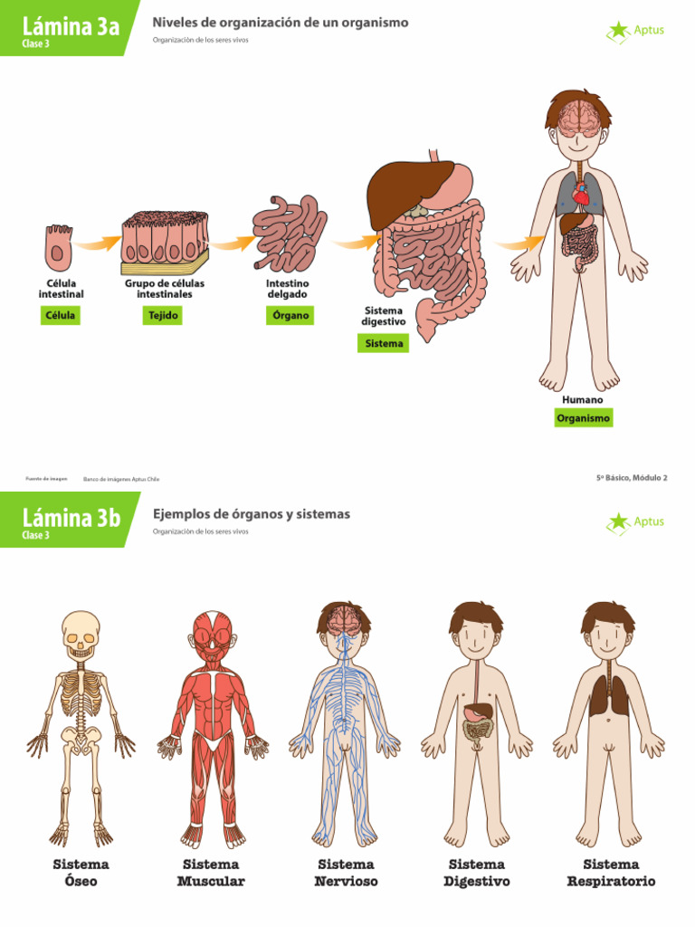 Modulo 2 Clase 3 Laminas | PDF